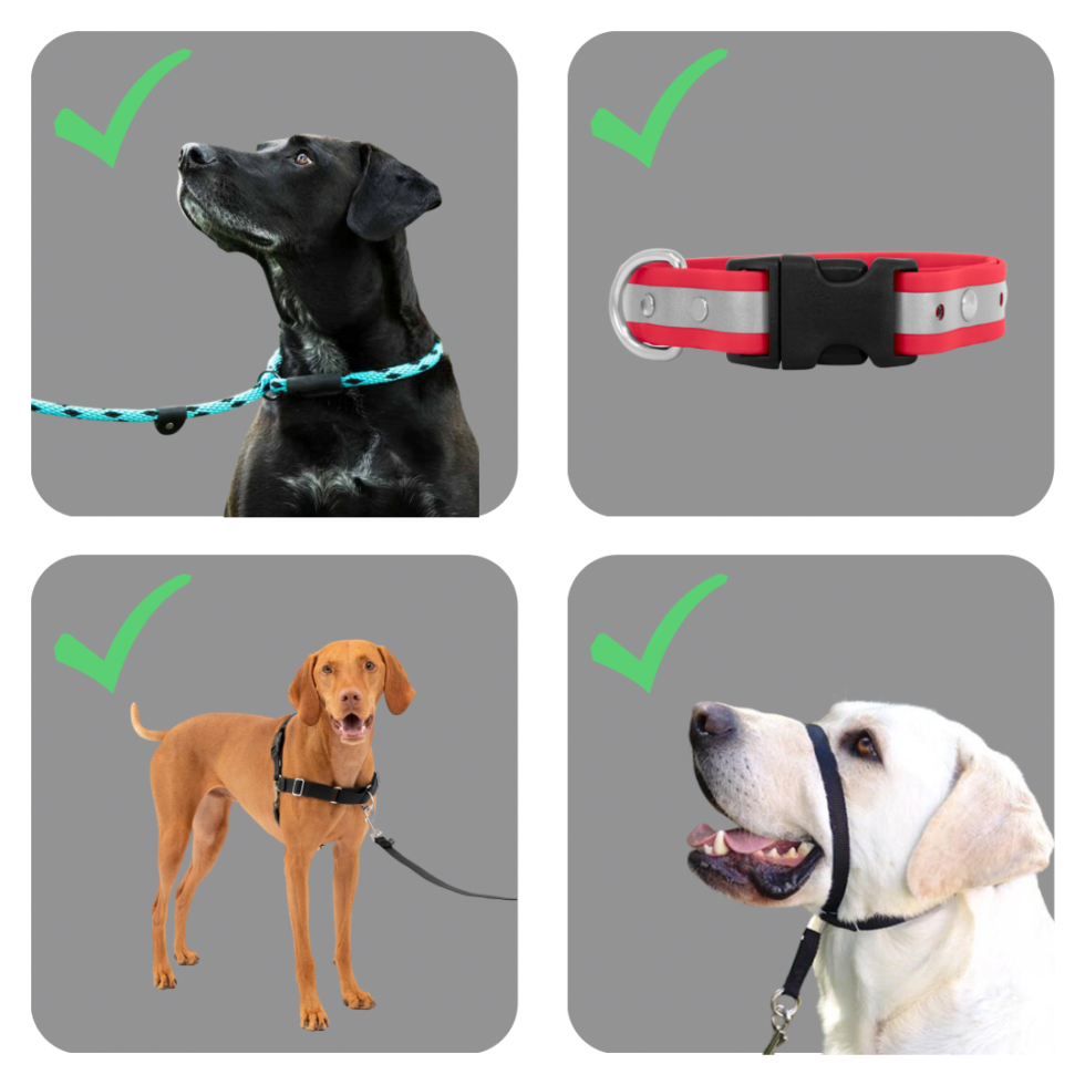 Need to Know | Metro Dogs Daycare Downtown Minneapolis